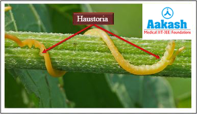 Parasitism in Biology: Definition, Types and Importance | AESL