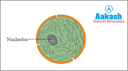 Nucleus in Biology: Definition, Types and Importance | AESL