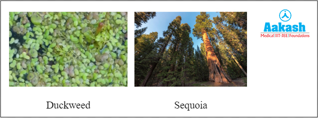 What are-Plants in Biology: Definition, Types and Importance | AESL