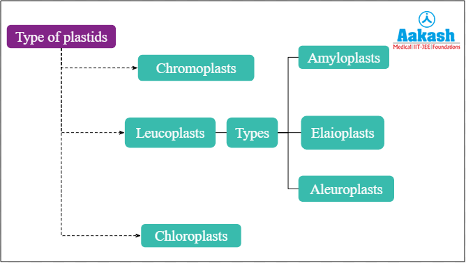 Plastids: Definition, Diagram & Types | AESL