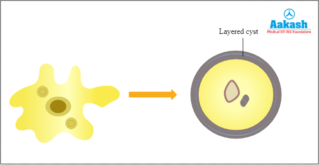 Protozoans: General and Cellular Structure, Characteristics and Types ...