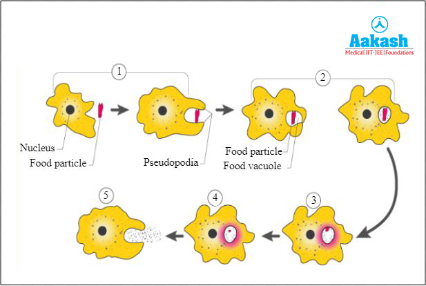 Mode of Nutrition in Amoeba in Biology: Definition, Types and ...