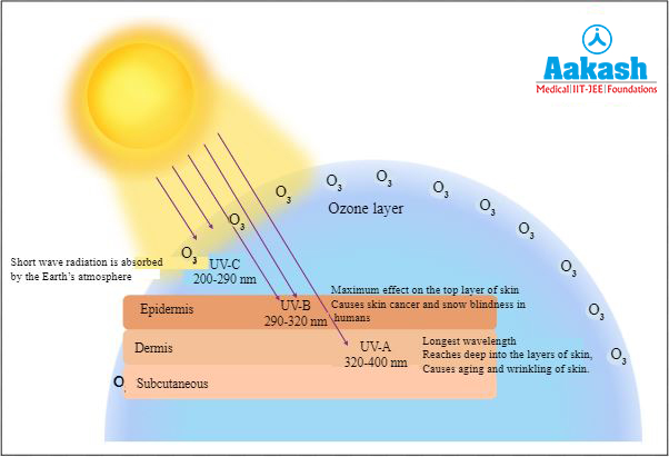 Photochemical Reactions in Biology: Definition, Types and Importance | AESL