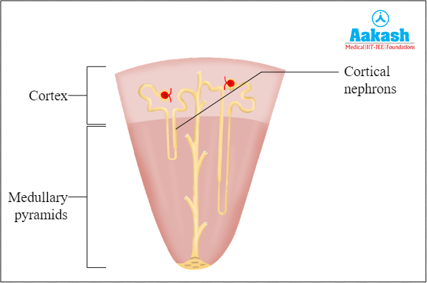 Nephron: Structure and Types, Juxtaglomerular Apparatus (JGA ...