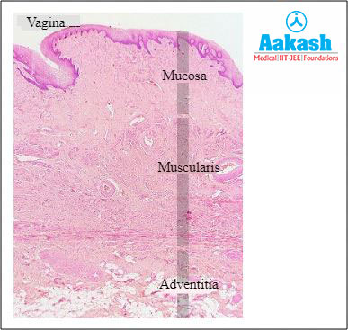 Vagina: Structure, Functions, Practice Problems and FAQs in Biology ...