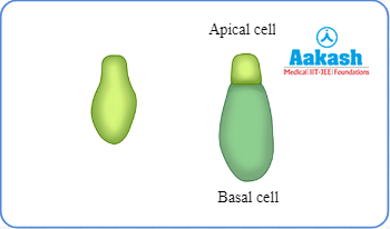 Post-Fertilisation Events in Plants and Animals, Practice Problems, and ...