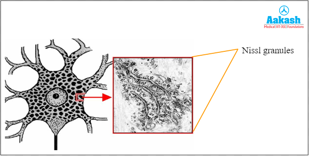 Structure and Types of Neuron, Nerves, Myelinated and Non myelinated Nerve Fibres, Practice ...