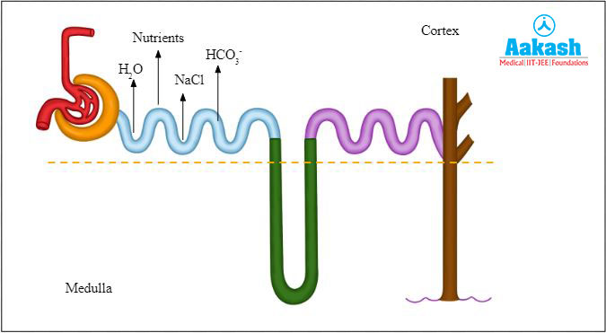 Urine Formation Osmoregulation in Biology: Definition, Types and ...