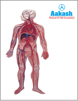Organ and Organ System: Unicellular and Multicellular Organisms, Levels ...
