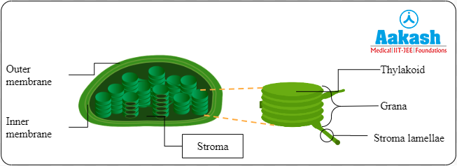 Photosynthesis an Overview : Location of Pigments, Chloroplast ...