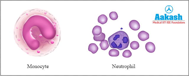 Nucleus in Biology: Definition, Types and Importance | AESL