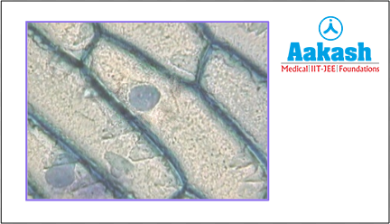 Nucleus in Biology: Definition, Types and Importance | AESL