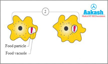 Mode of Nutrition in Amoeba in Biology: Definition, Types and ...