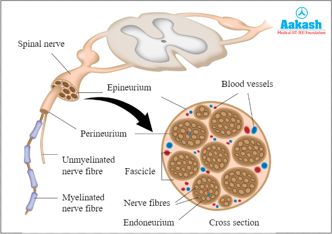 Structure and Types of Neuron, Nerves, Myelinated and Non myelinated ...