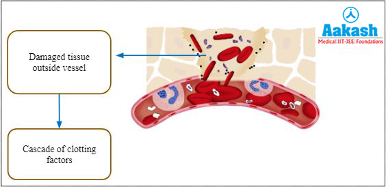 Plasma: Characteristics, Composition, Functions, Practice Problems, and ...