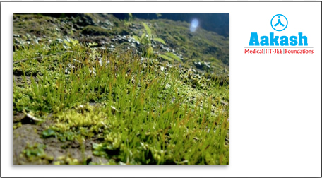 What are-Plants in Biology: Definition, Types and Importance | AESL