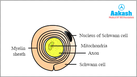 Structure and Types of Neuron, Nerves, Myelinated and Non myelinated ...
