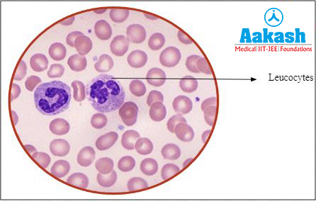 Platelets: Thrombopoeisis, Shape and Size, Mechanism of Blood Clotting ...