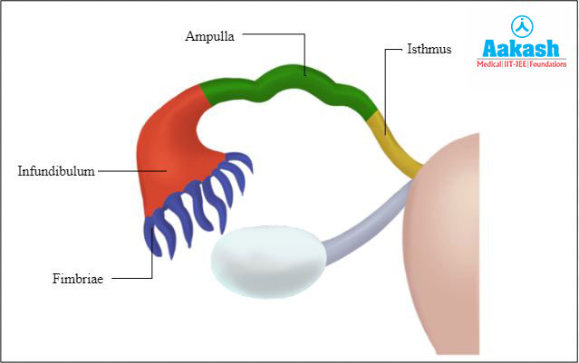 Uterus: Location, Anatomy, Histology, Functions, Common in Biology ...