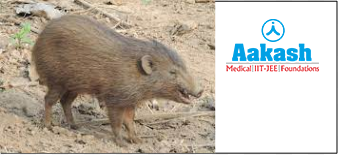 Red Data Book in Biology: Definition, Types and Importance | AESL