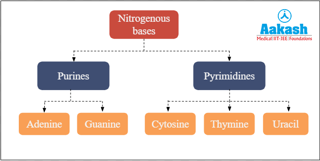 Nucleic Acids: Structure, Function, Examples & Nucleoside | AESL
