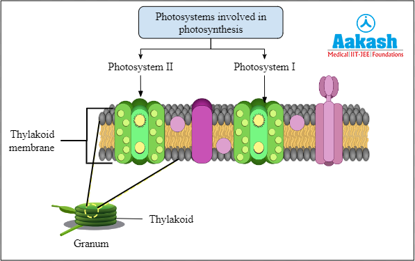 Photosynthesis an Overview : Location of Pigments, Chloroplast ...