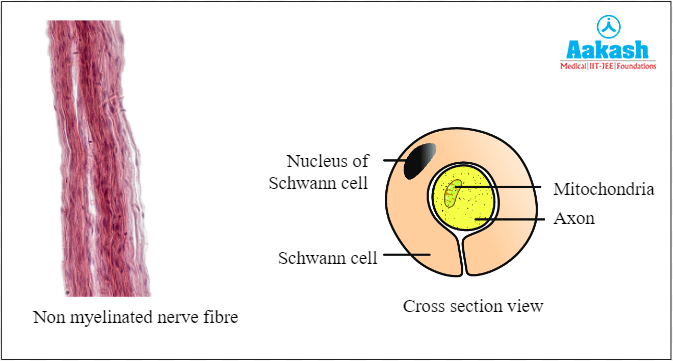 Structure and Types of Neuron, Nerves, Myelinated and Non myelinated ...