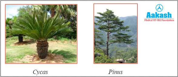 What are-Plants in Biology: Definition, Types and Importance | AESL