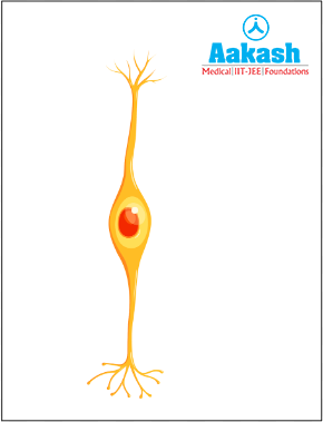 Structure and Types of Neuron, Nerves, Myelinated and Non myelinated ...