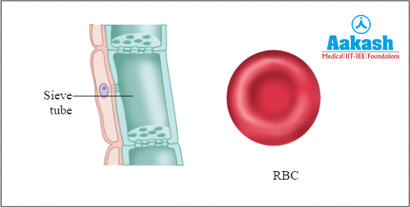 Nucleus in Biology: Definition, Types and Importance | AESL