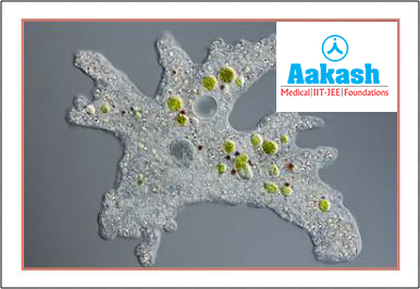 Mode of Nutrition in Amoeba in Biology: Definition, Types and ...