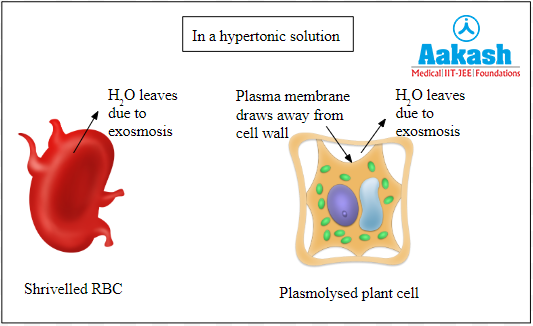 Plant Water Relations: Plasmolysis and Imbibition, Practice problems and FAQs in CHEMISTRY ...