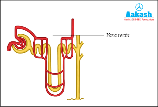 Nephron: Structure and Types, Juxtaglomerular Apparatus (JGA ...