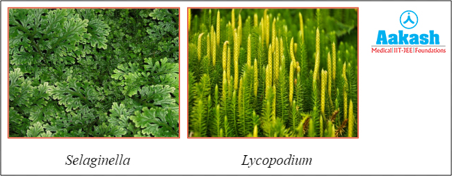 What are-Plants in Biology: Definition, Types and Importance | AESL