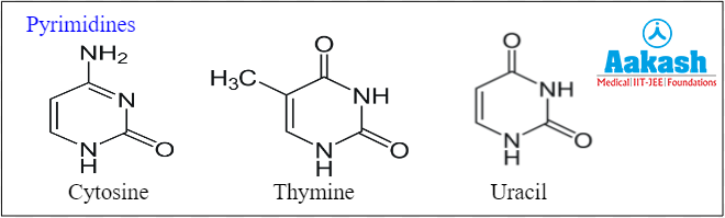 Nucleic Acids: Structure, Function, Examples & Nucleoside | AESL