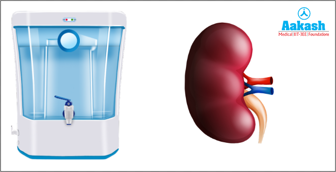 Nephron: Structure and Types, Juxtaglomerular Apparatus (JGA ...