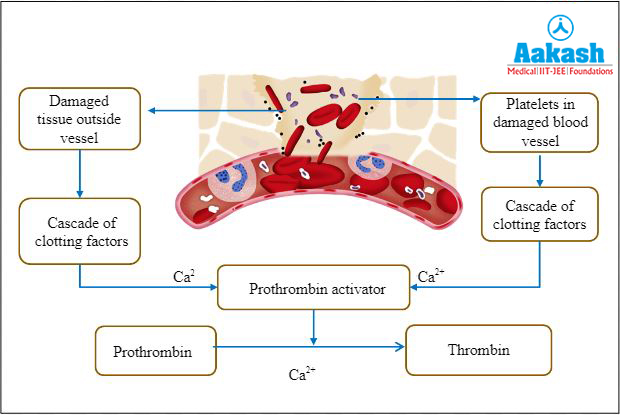 Platelets: Thrombopoeisis, Shape and Size, Mechanism of Blood Clotting ...