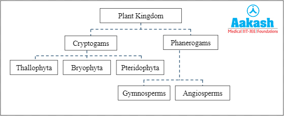What are-Plants in Biology: Definition, Types and Importance | AESL