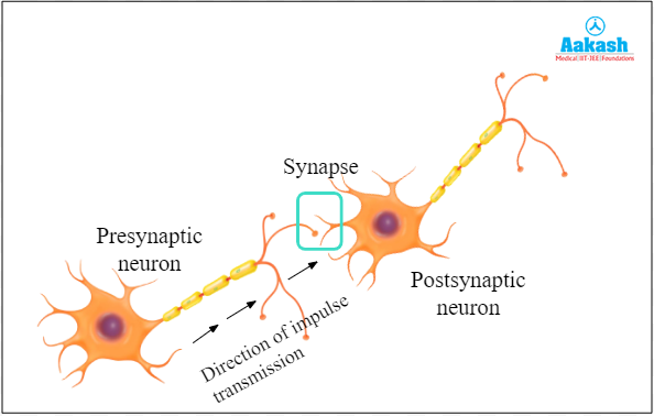 Structure and Types of Neuron, Nerves, Myelinated and Non myelinated ...