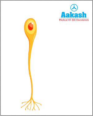 Structure and Types of Neuron, Nerves, Myelinated and Non myelinated ...