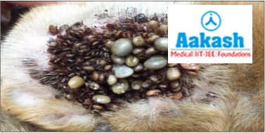 Parasitism in Biology: Definition, Types and Importance | AESL