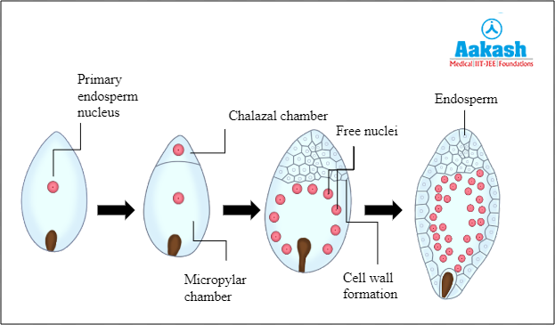 Post-Fertilisation Events in Plants and Animals, Practice Problems, and ...