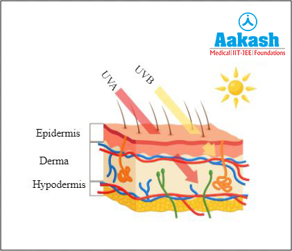 Photochemical Reactions in Biology: Definition, Types and Importance | AESL