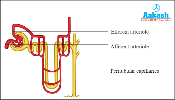 Nephron: Structure and Types, Juxtaglomerular Apparatus (JGA), Significance of Nephron, Common ...