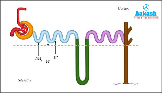 Urine Formation Osmoregulation in Biology: Definition, Types and ...