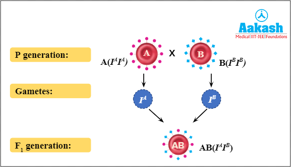Multiple Allelism in Biology: Definition, Types and Importance | AESL