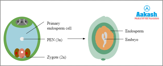 Post-Fertilisation Events in Plants and Animals, Practice Problems, and ...