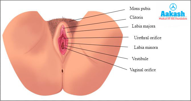 Uterus: Location, Anatomy, Histology, Functions, Common in Biology: Definition, Types and ...