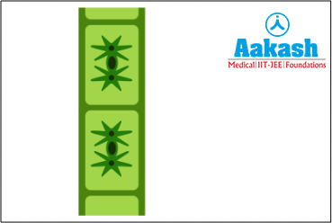 Plastids: Definition, Diagram & Types | AESL