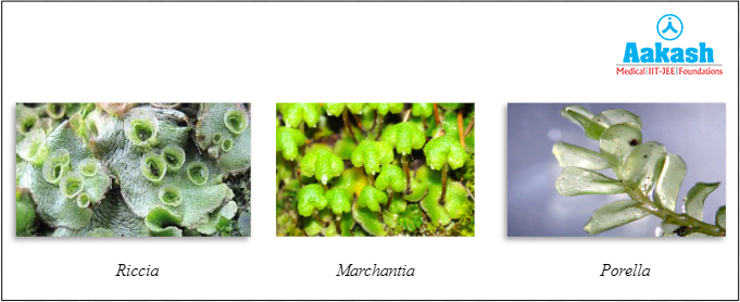 What are-Plants in Biology: Definition, Types and Importance | AESL